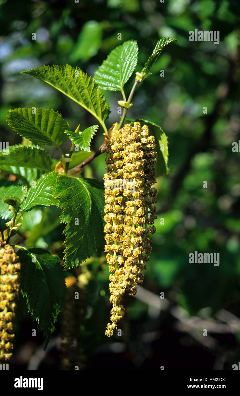 Alder tree hi-res stock photography and images - Alamy