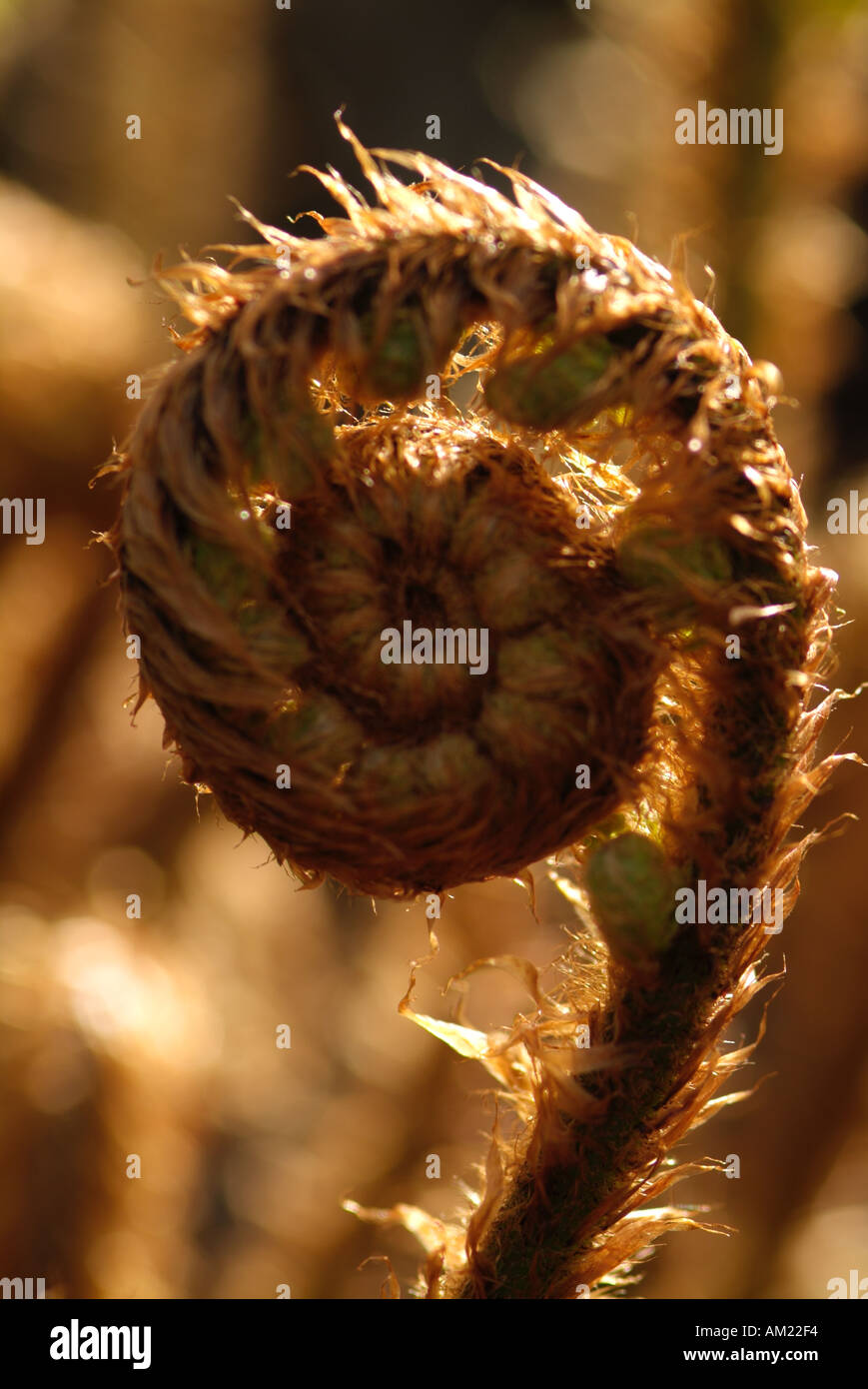 Uncoiling hi-res stock photography and images - Alamy