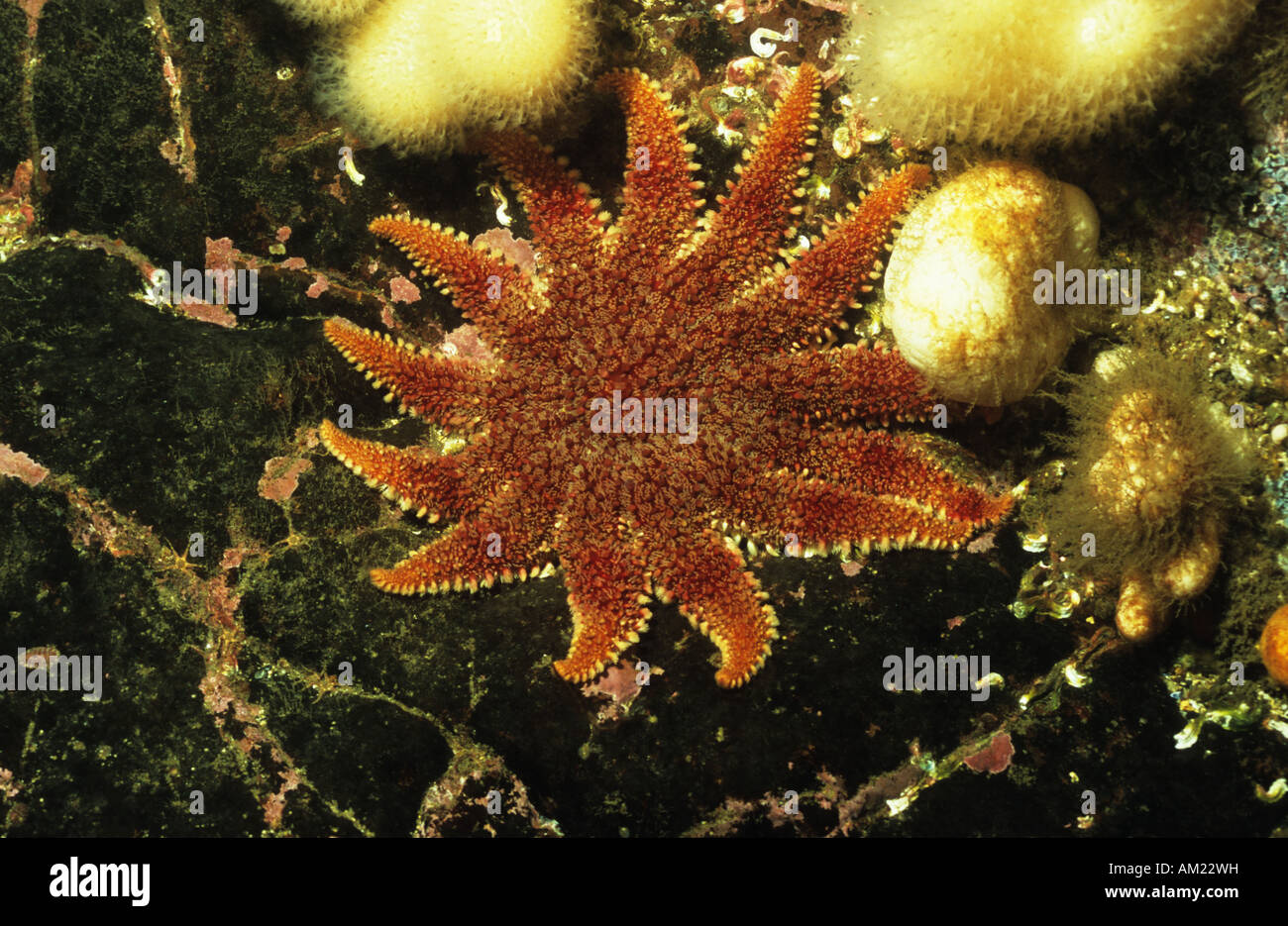 Dive st abbs hi-res stock photography and images - Alamy