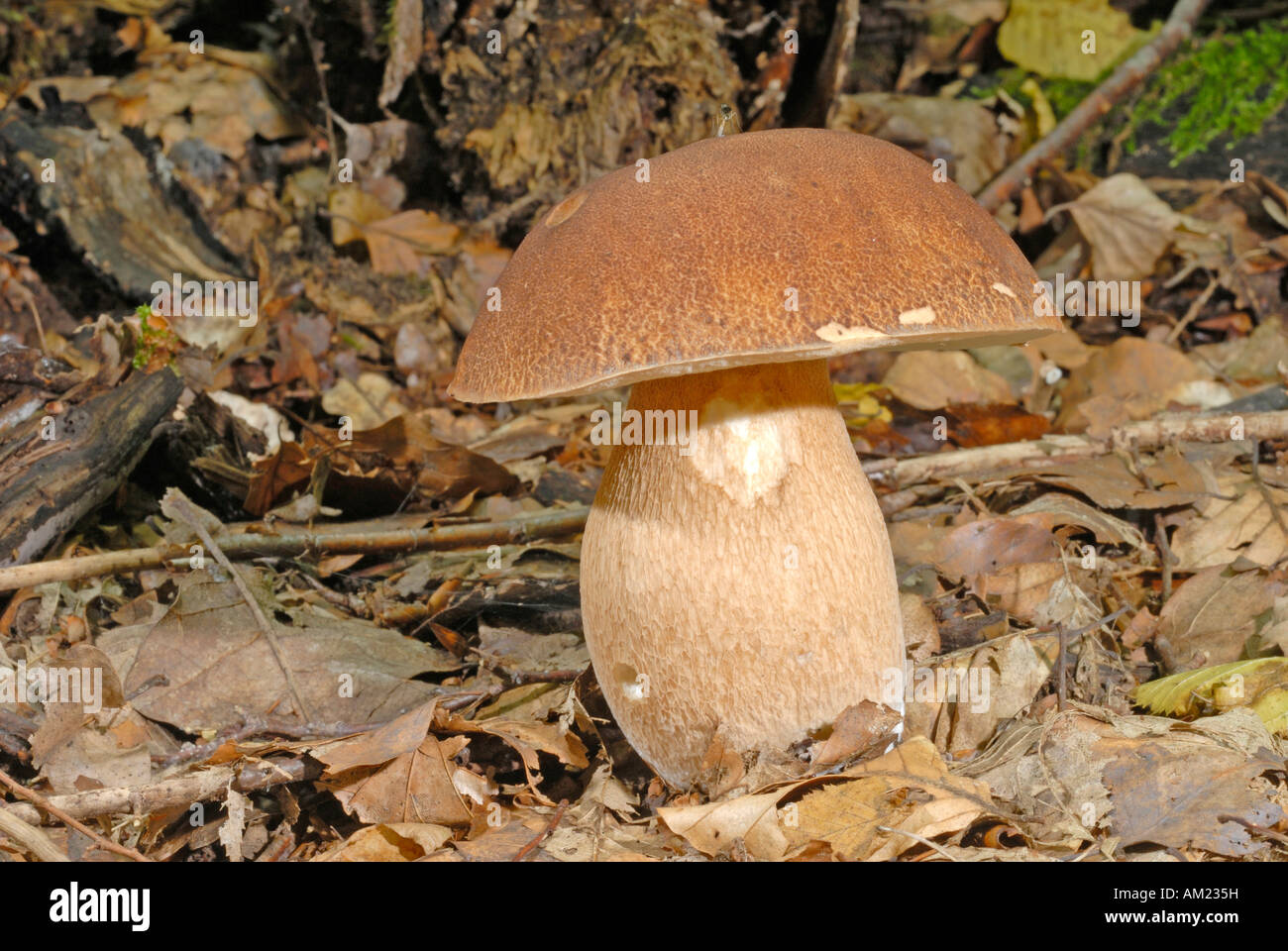 Penny Bun fungus, Cep, King Bolete, Porcini (Boletus edulis Stock Photo ...