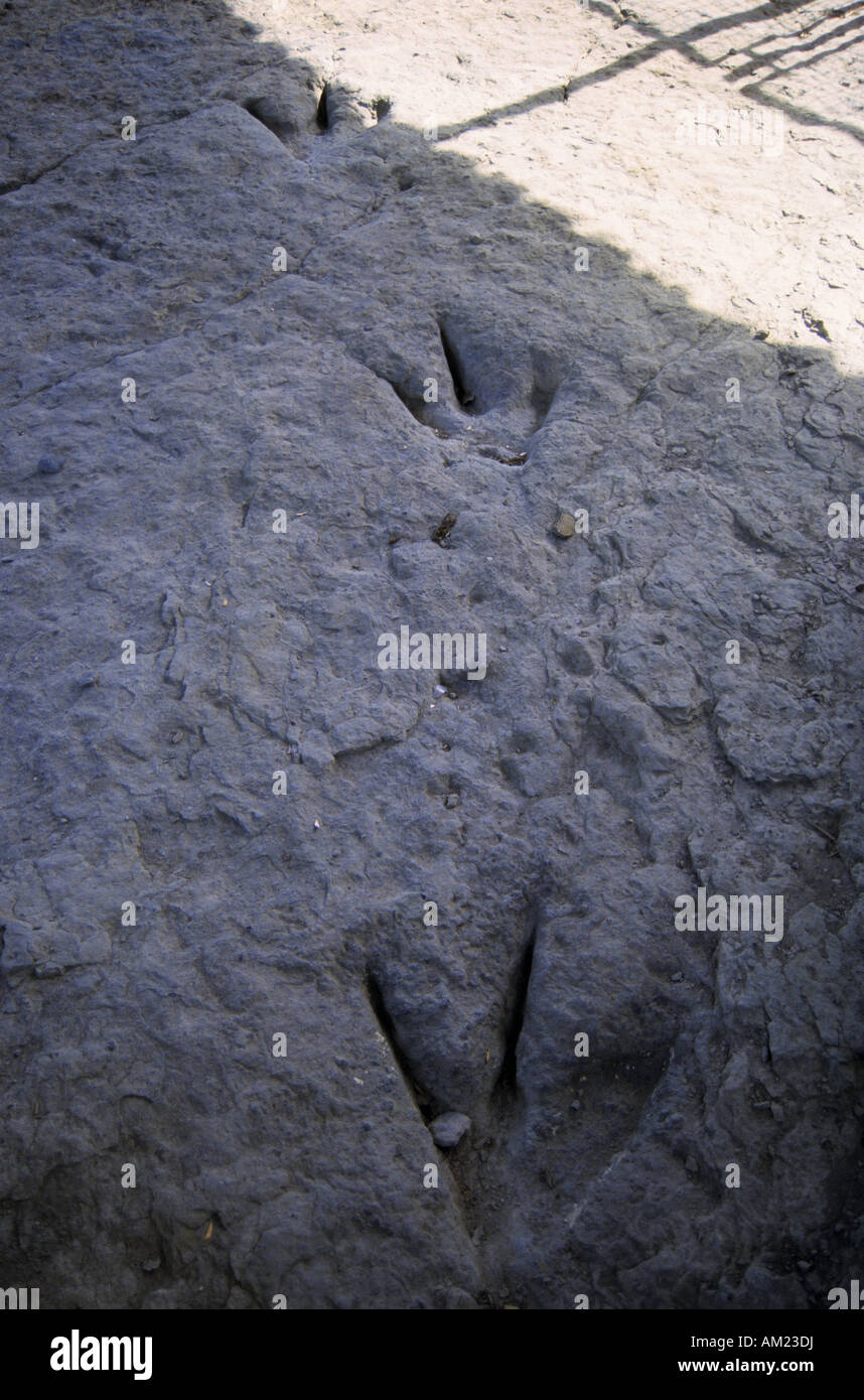 Theropod footprint at Valdecevillo site in ENCISO La Rioja region Spain ...