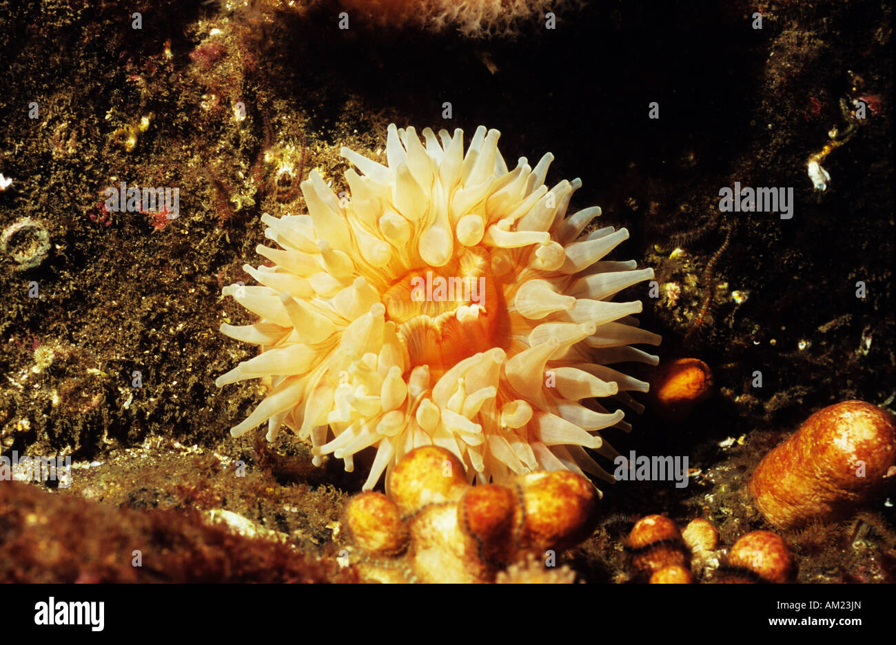 Dahlia Anemone. Sea Anemones. UK Sea Anemones. Uk Dahlia Anemones ...