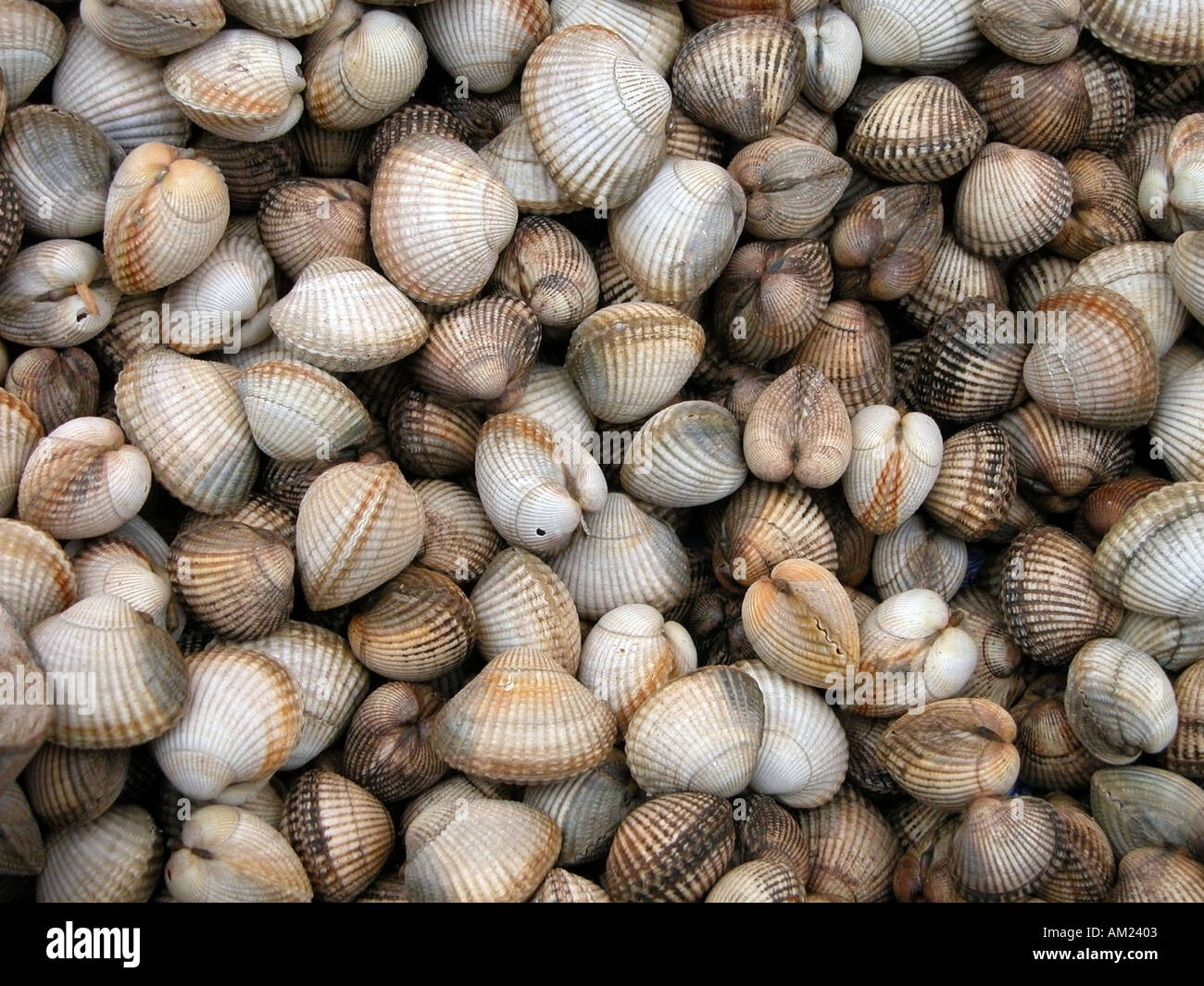 france ile de france paris display of cockles rue mouffetard market ...