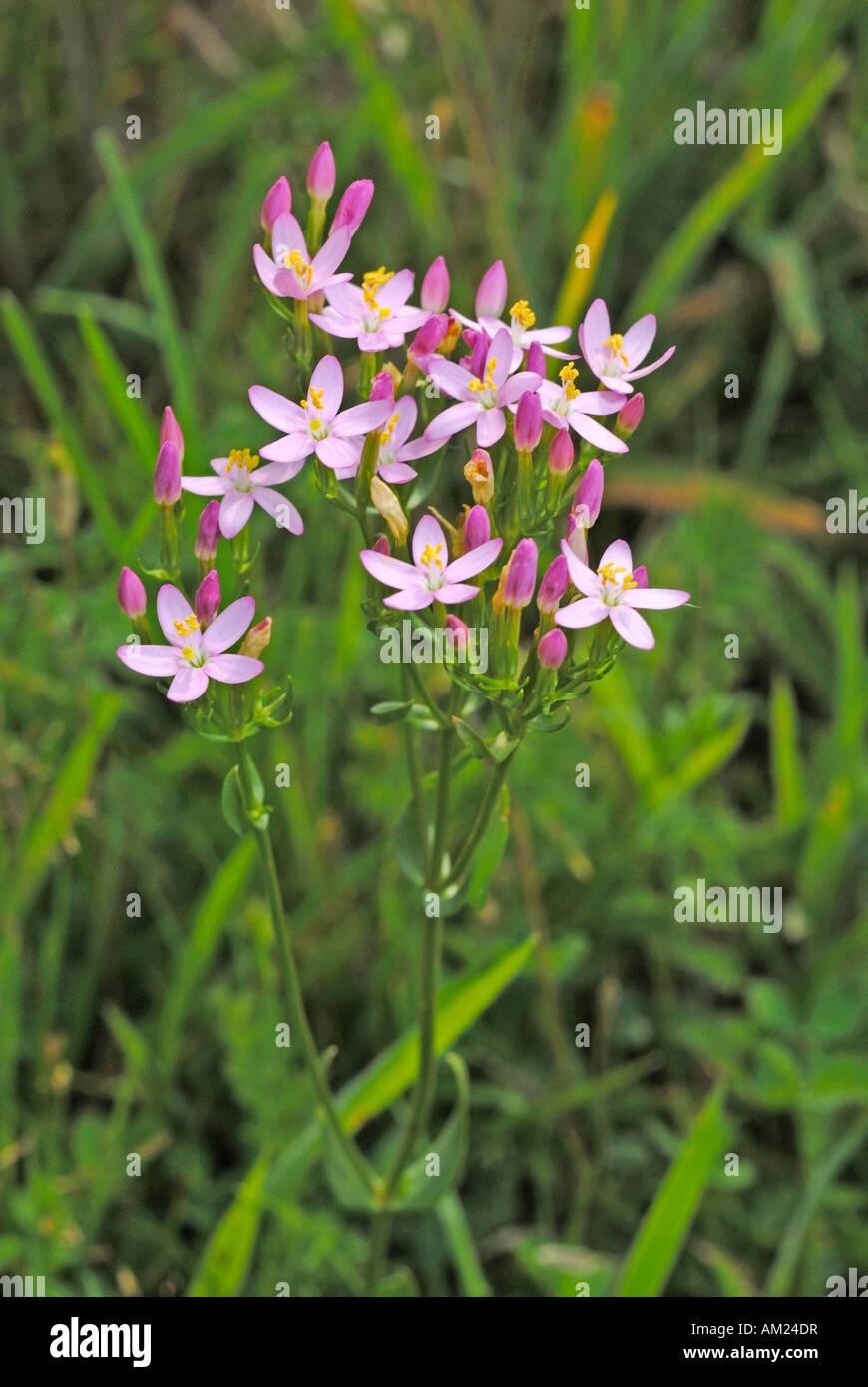 Common Centaury (Centaurium minus), flowering Stock Photo - Alamy