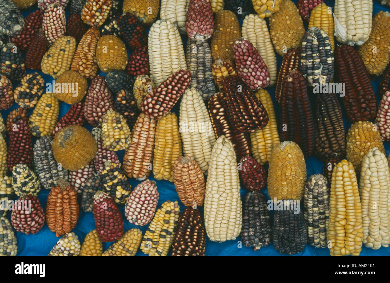 Cusco corn hi-res stock photography and images - Alamy