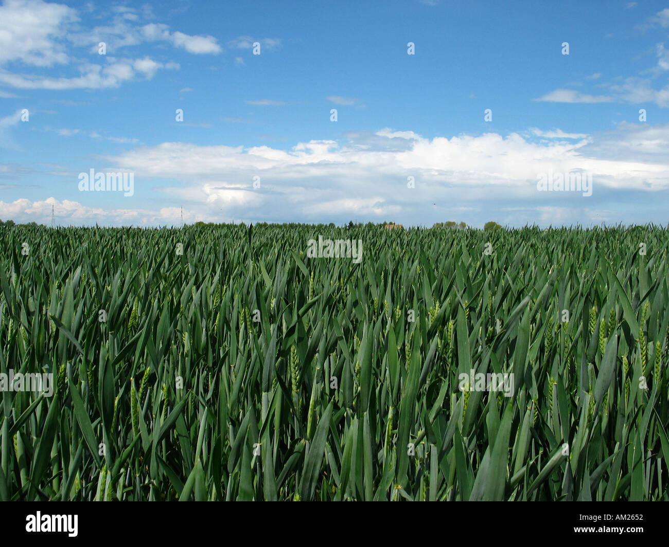 Spring Wheat Field Stock Photo - Alamy