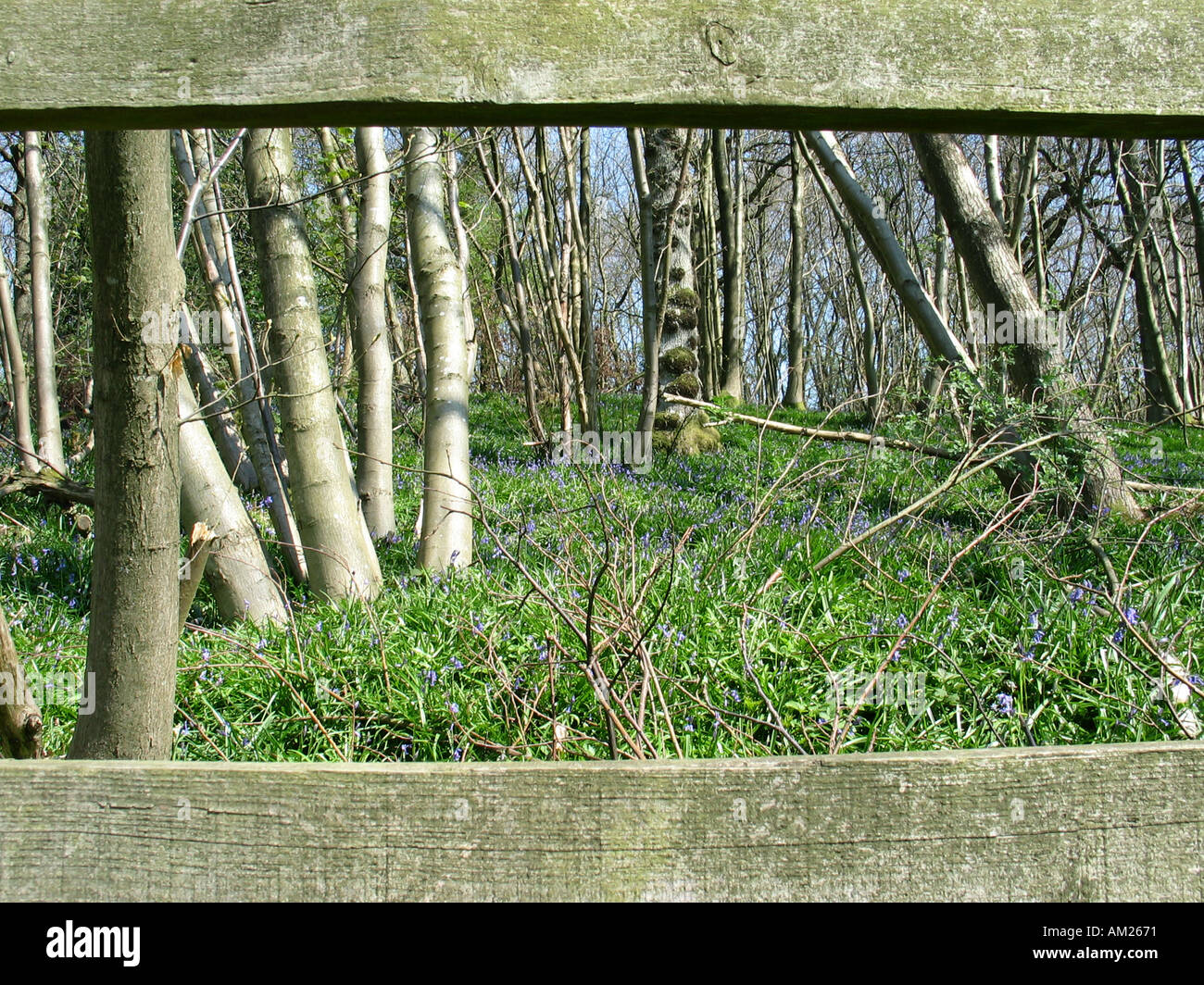 Fence and Spring Woodland Stock Photo - Alamy