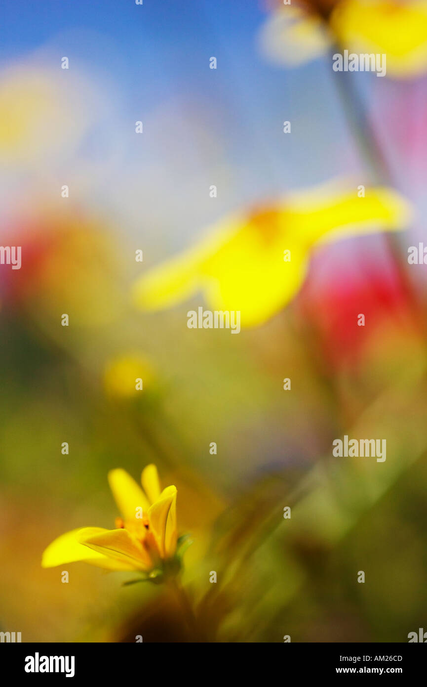Selective blurring hi-res stock photography and images - Alamy