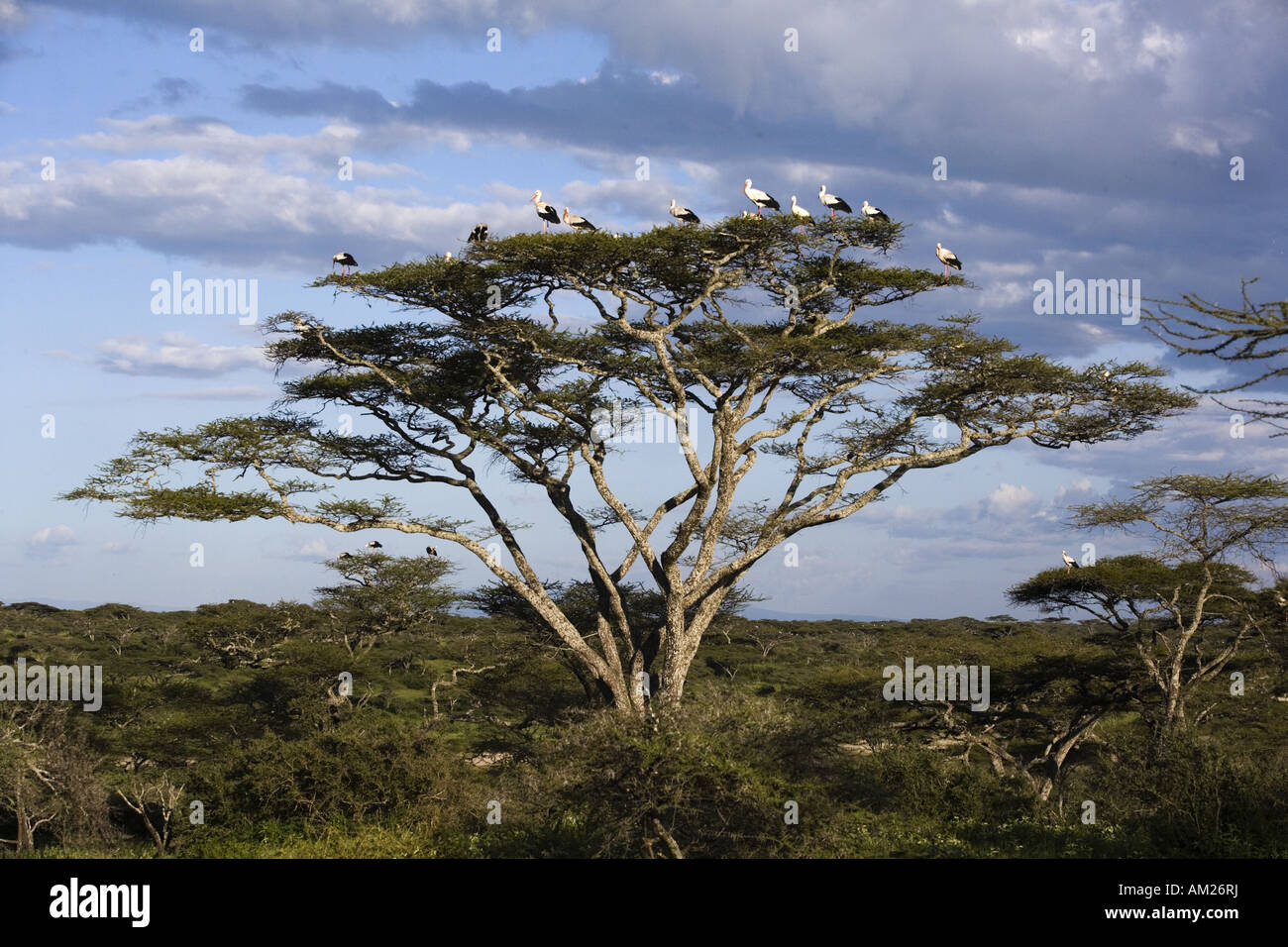 geography / travel, Tanzania, landscape / landscapes, Serengeti, tree ...
