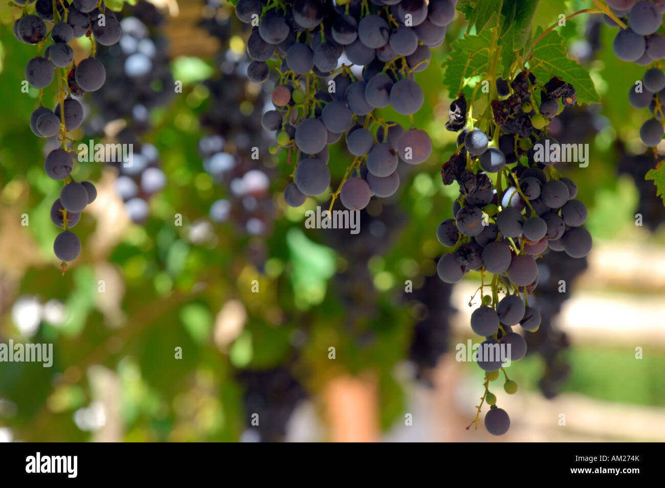 Grapes variety hi-res stock photography and images - Alamy
