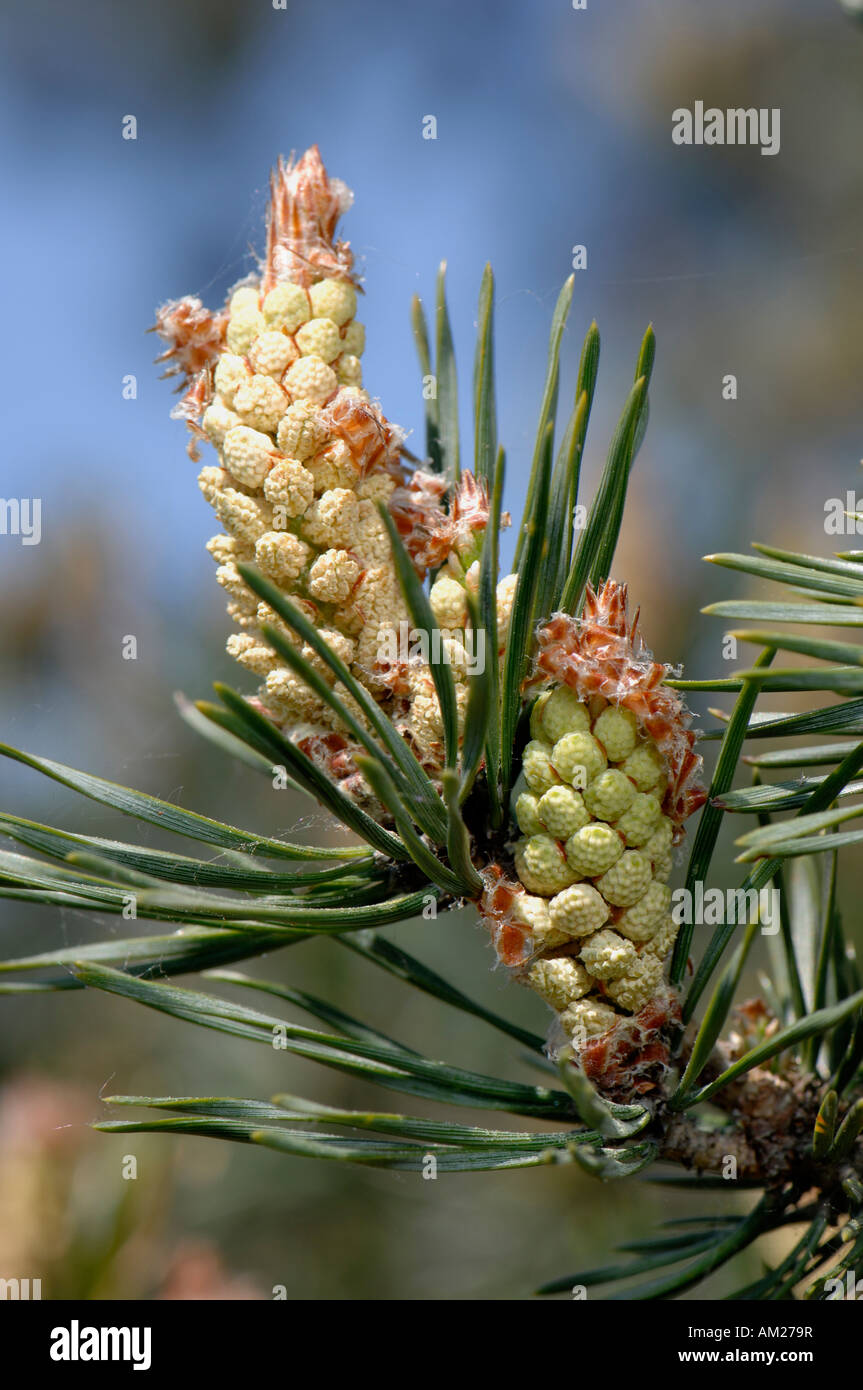 Scots Pine Pinus Sylvestris Male High Resolution Stock Photography and ...