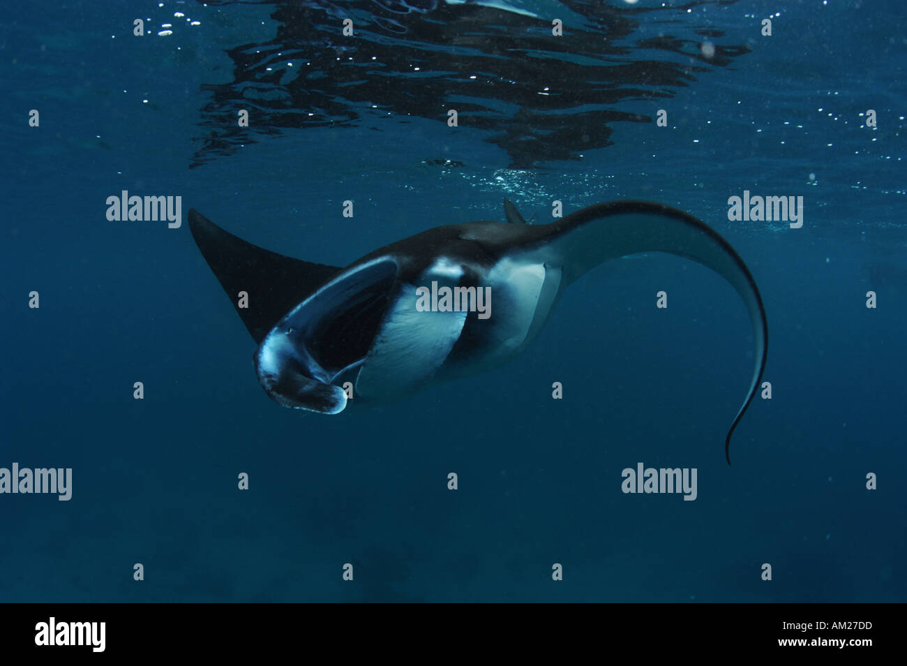 Manta ray feeding at surface Stock Photo - Alamy