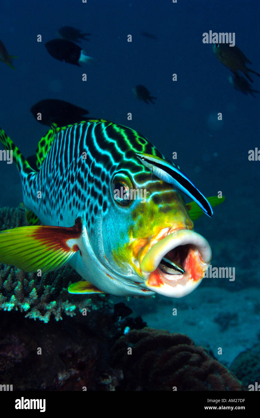 Sweetlips cleaned by wrasse hi-res stock photography and images - Alamy