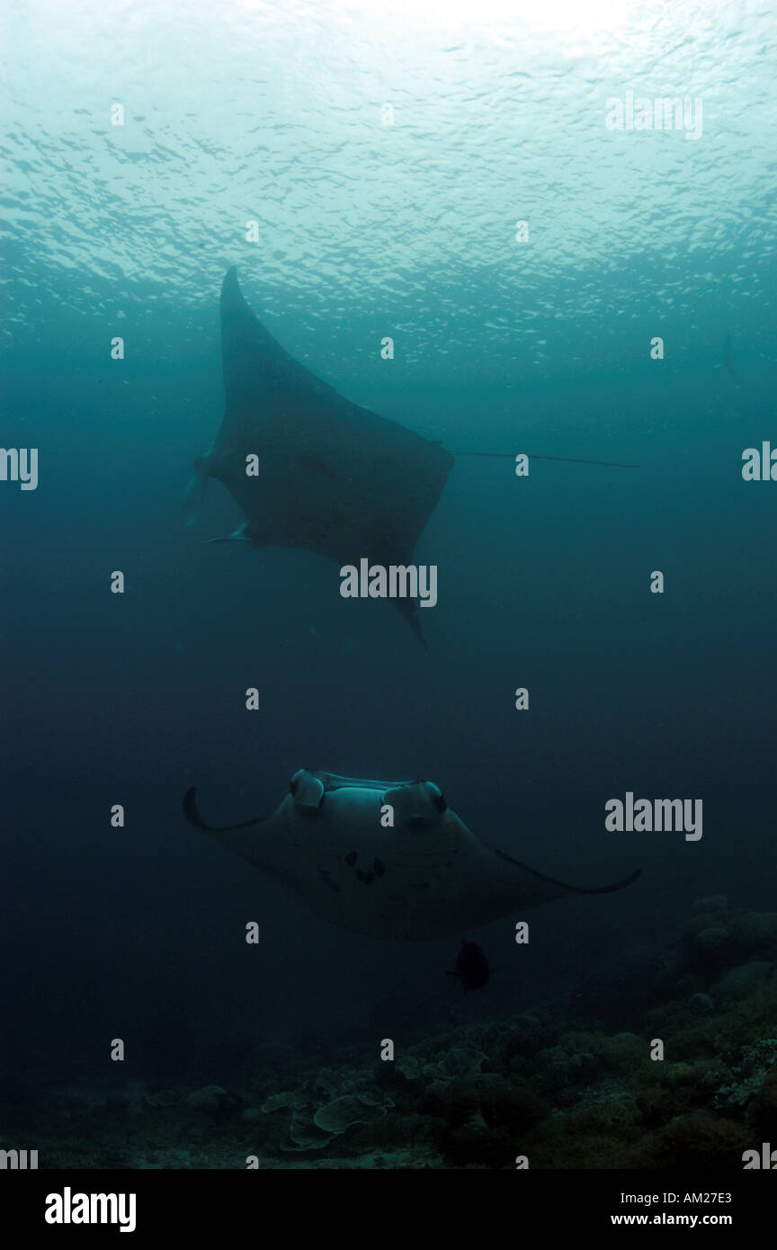 Manta display team Stock Photo - Alamy