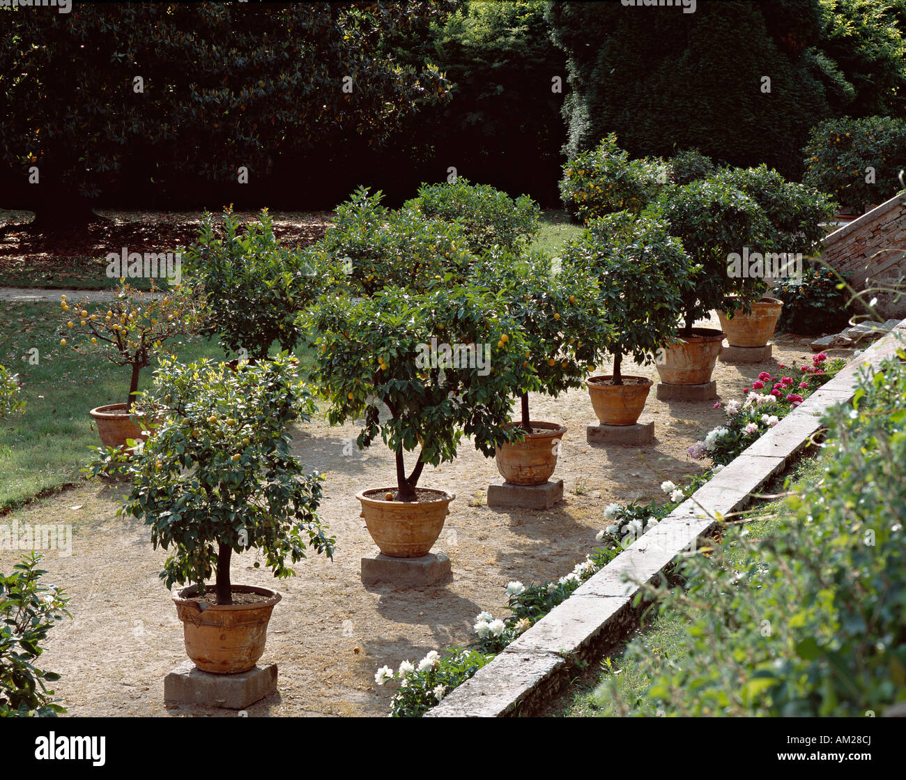 Castello del Catajo, near Padua, Italy. Lemon trees in terracotta pots ...
