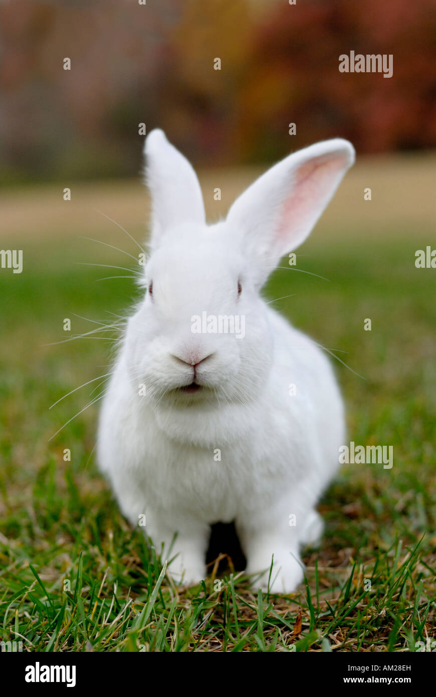 White Bunny Rabbit Stock Photo - Alamy