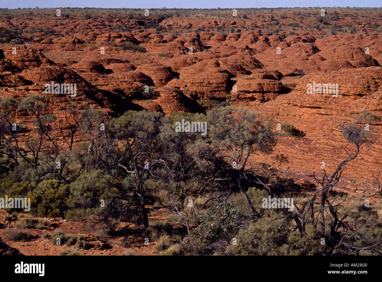 Trees in kings canyon hi-res stock photography and images - Alamy