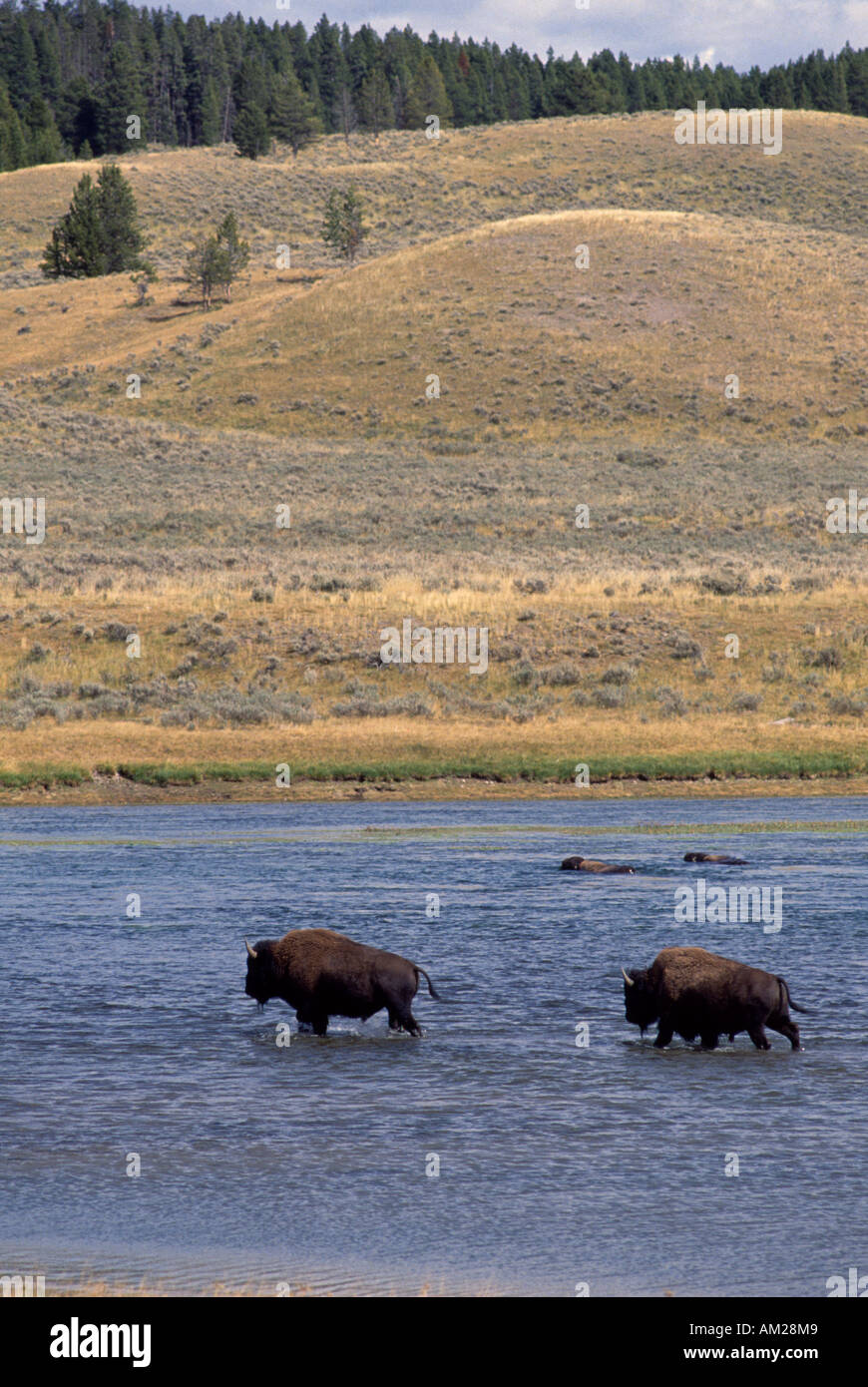 American bison crossing yellowstone hi-res stock photography and images ...