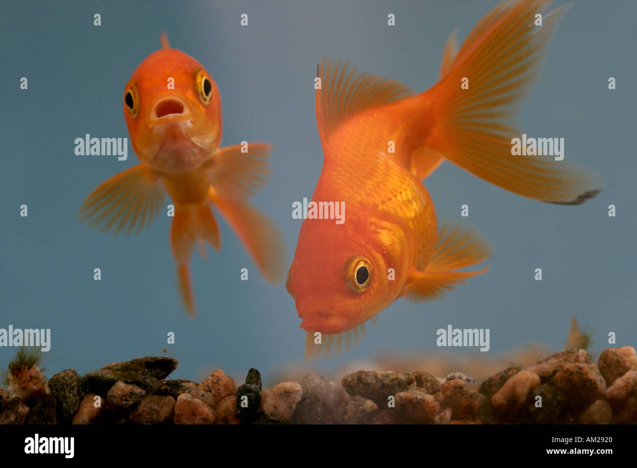 Goldfish aquarium hi-res stock photography and images - Alamy
