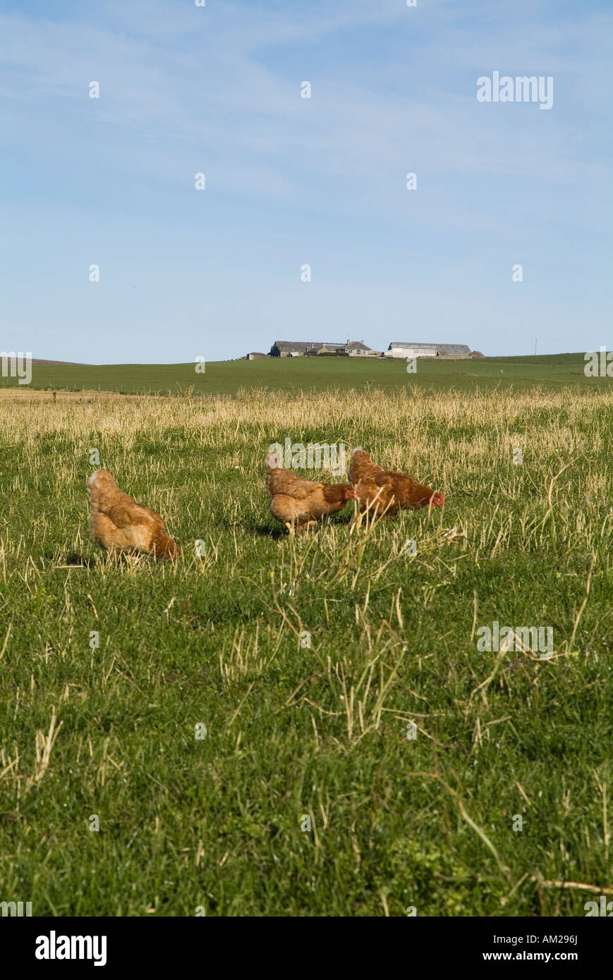 dh free range chicken HEN UK Free range farm hens Gallus gallus ...