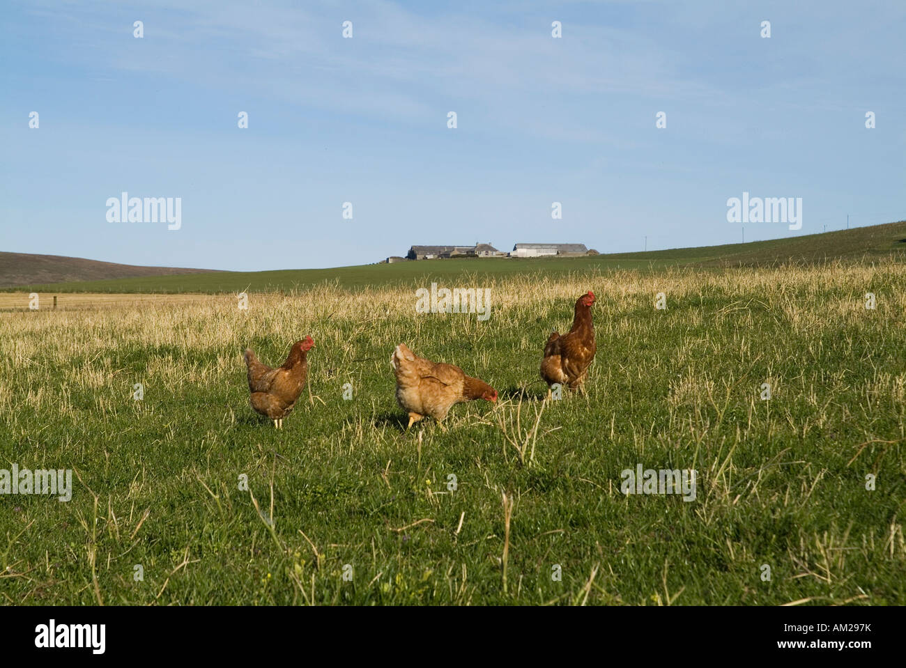 Hen hens chicken poultry birds hi-res stock photography and images - Alamy