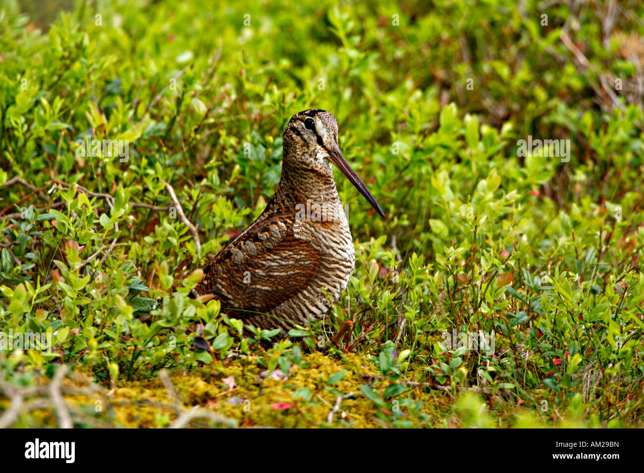 Scolopax rusticola moorland hi-res stock photography and images - Alamy