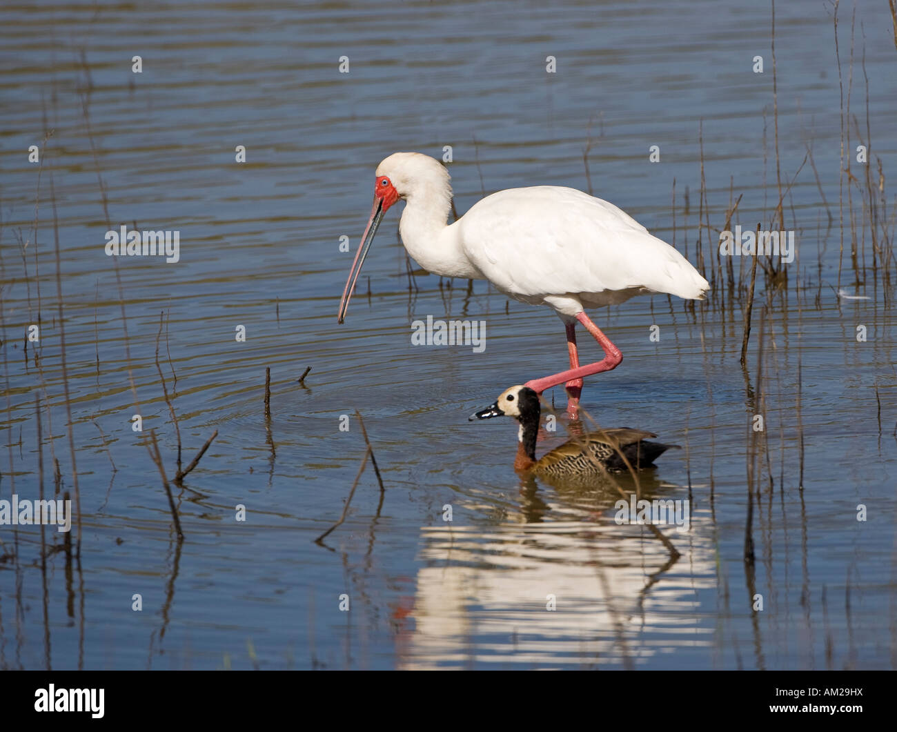 Spoonbill duck hi-res stock photography and images - Alamy