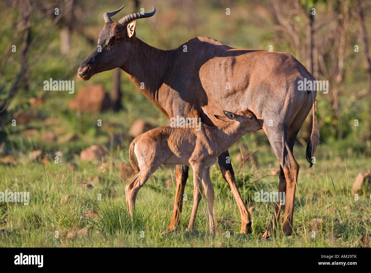 tsessebe suckling young Stock Photo - Alamy