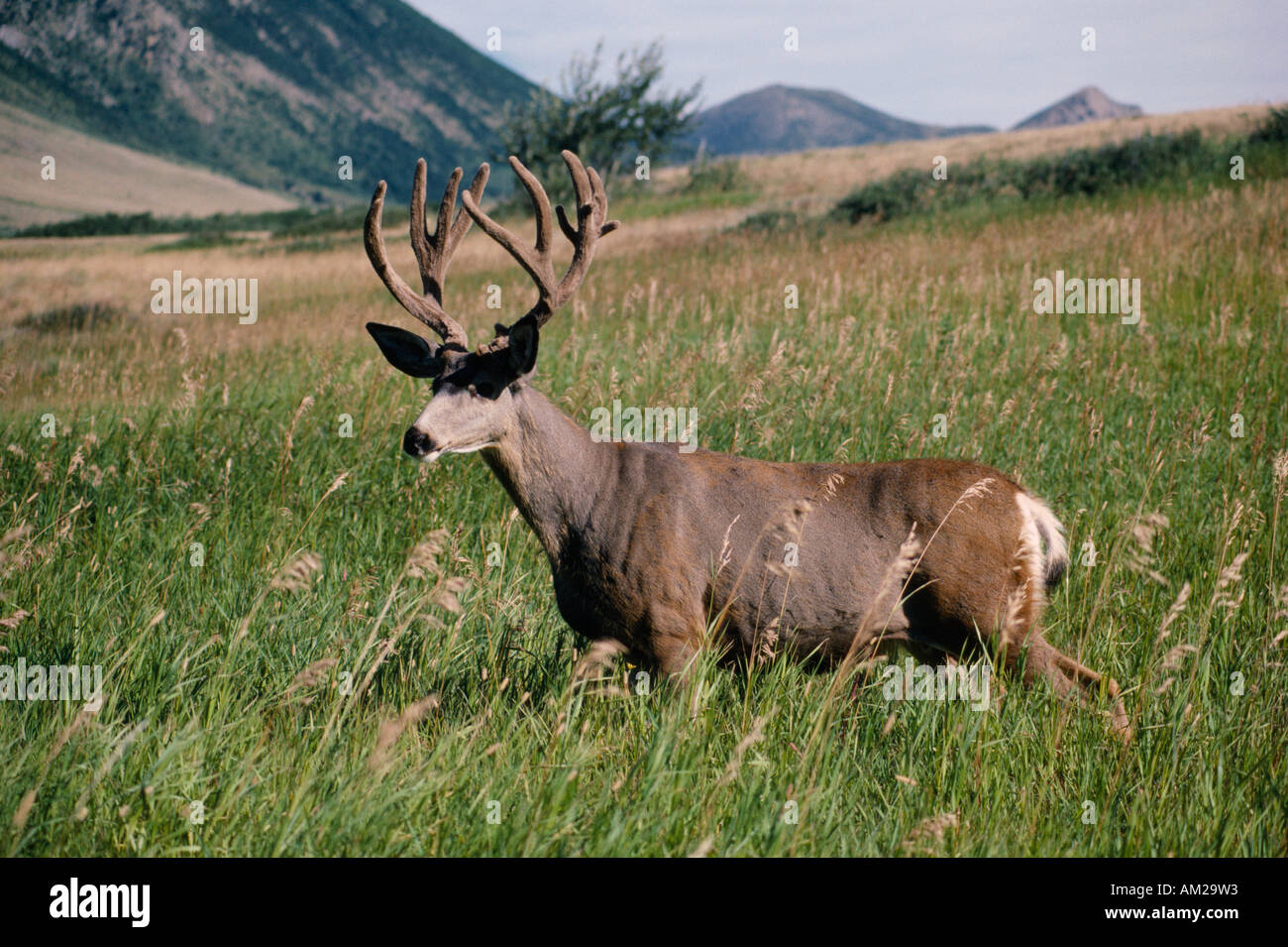 Animals canadian rockies hi-res stock photography and images - Alamy
