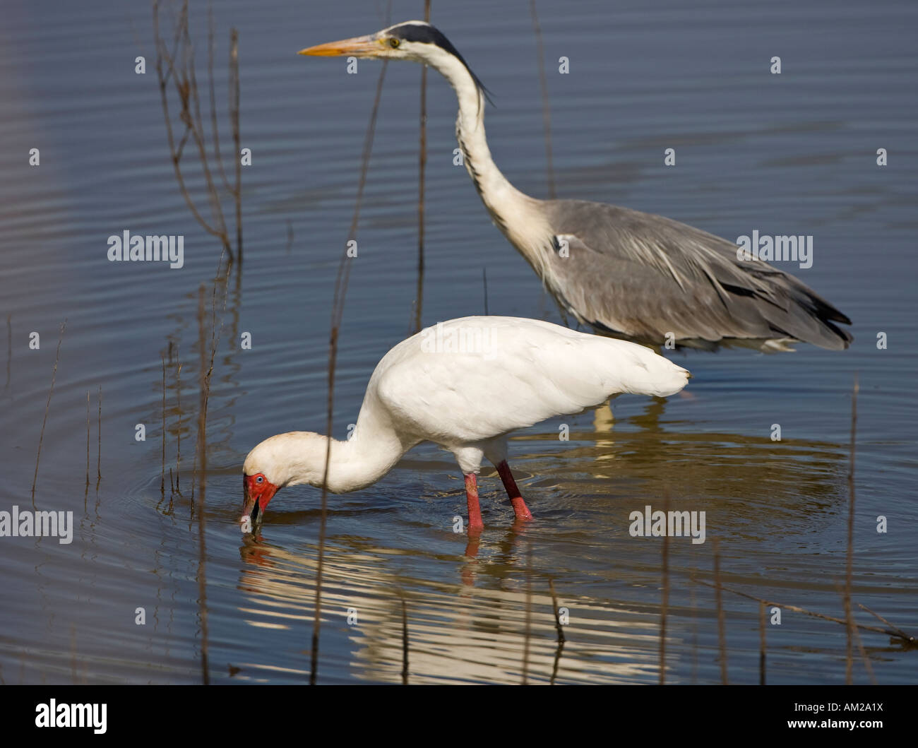 spoonbill and grey heron Stock Photo - Alamy