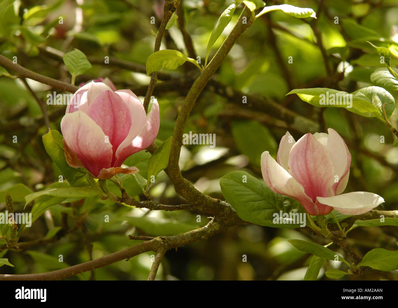 Spring bloom magnolia bud hi-res stock photography and images - Alamy