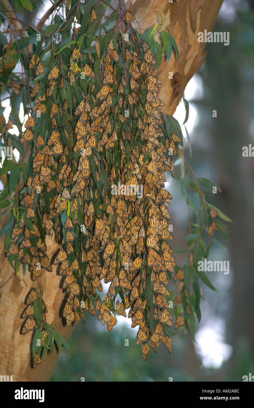 Monarch butterflies group cling hanging eucalyptus tree butterfly grove Natural Bridges Park ...