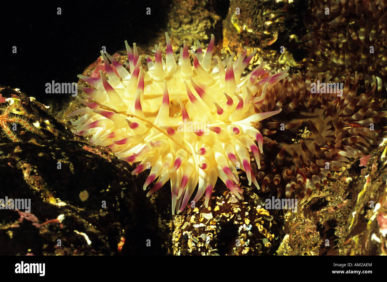 Sea anemones uk hi-res stock photography and images - Alamy