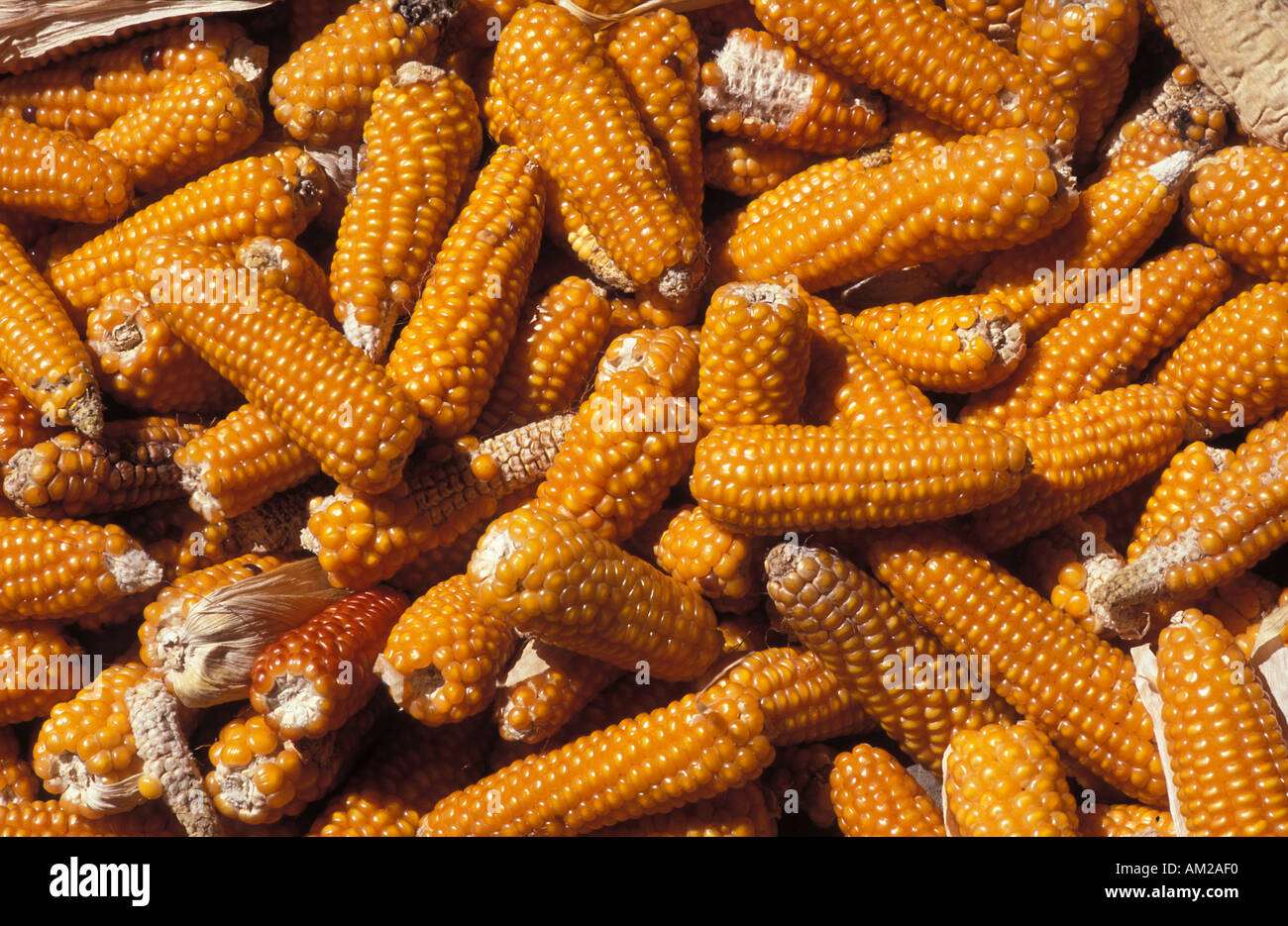 Maize The traditional and staple diet for the Maya Harvest time ...