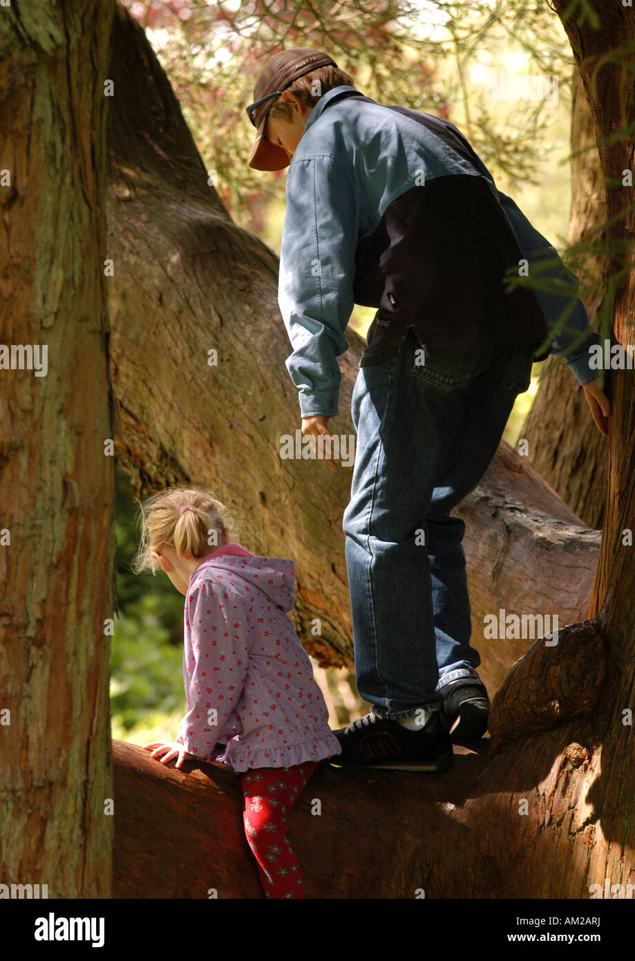 Children playing in trees Stock Photo - Alamy
