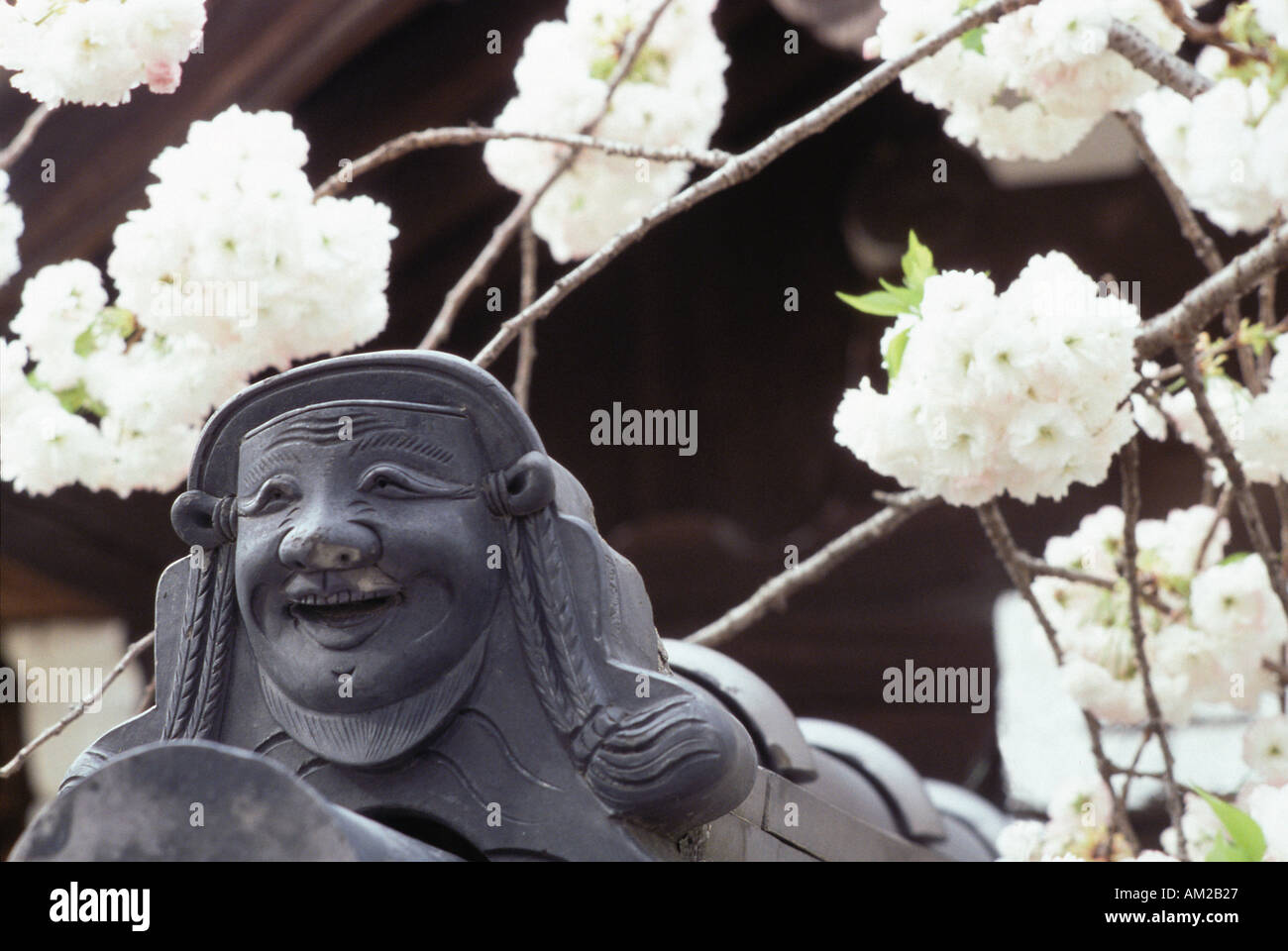 Japan taima sakura hi-res stock photography and images - Alamy