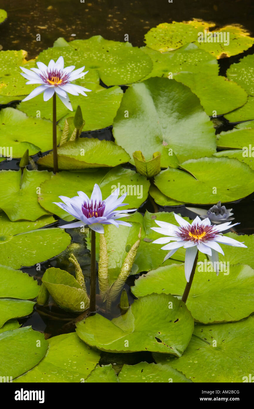 CAYMAN ISLANDS, GRAND CAYMAN, Frank Sound: Queen Elizabeth 2 Botanic ...