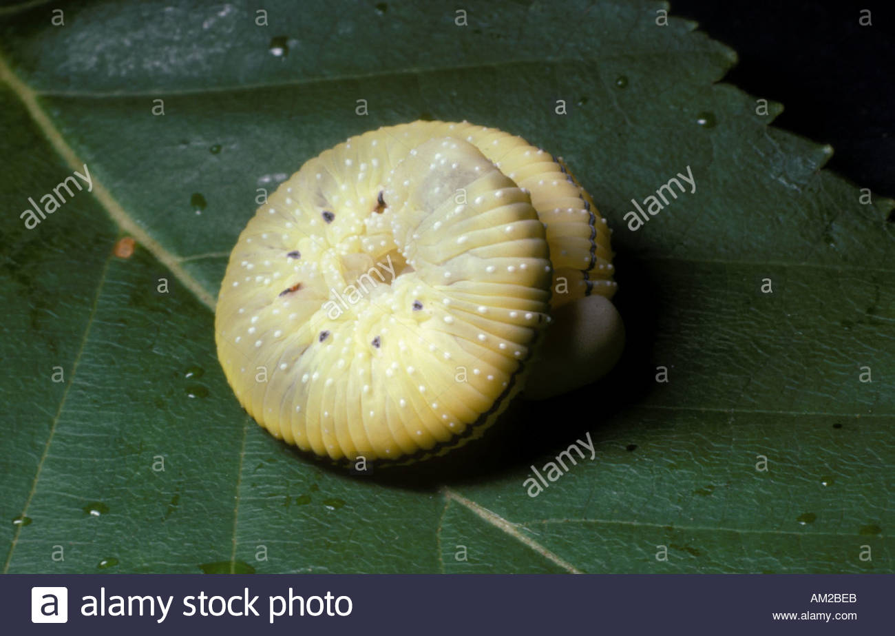 Elm Sawfly High Resolution Stock Photography and Images - Alamy