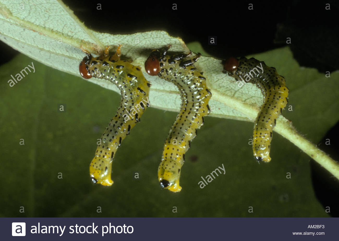 Birch Sawfly Stock Photos & Birch Sawfly Stock Images - Alamy