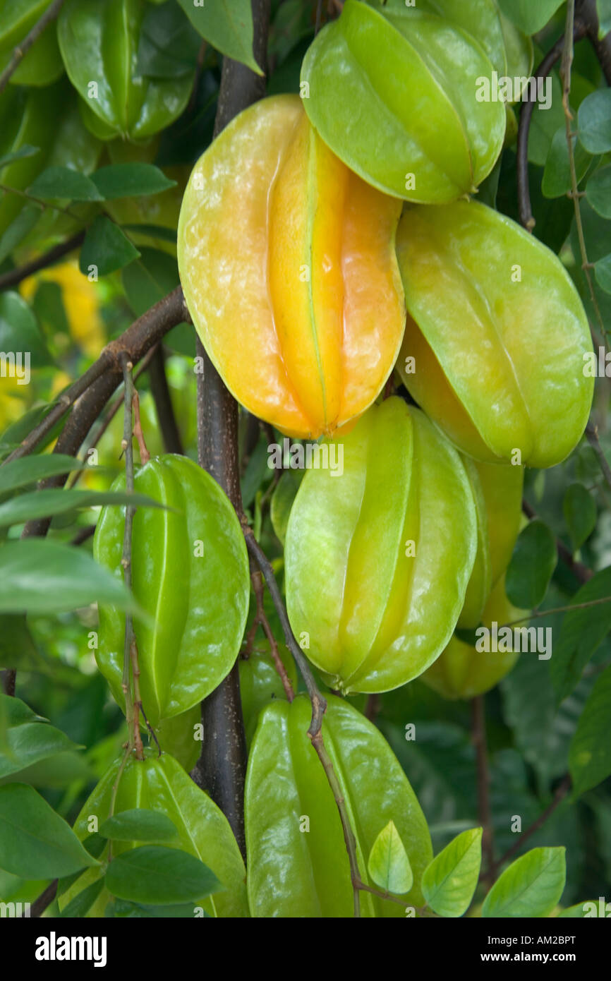 Starfruit growing on branch Stock Photo - Alamy