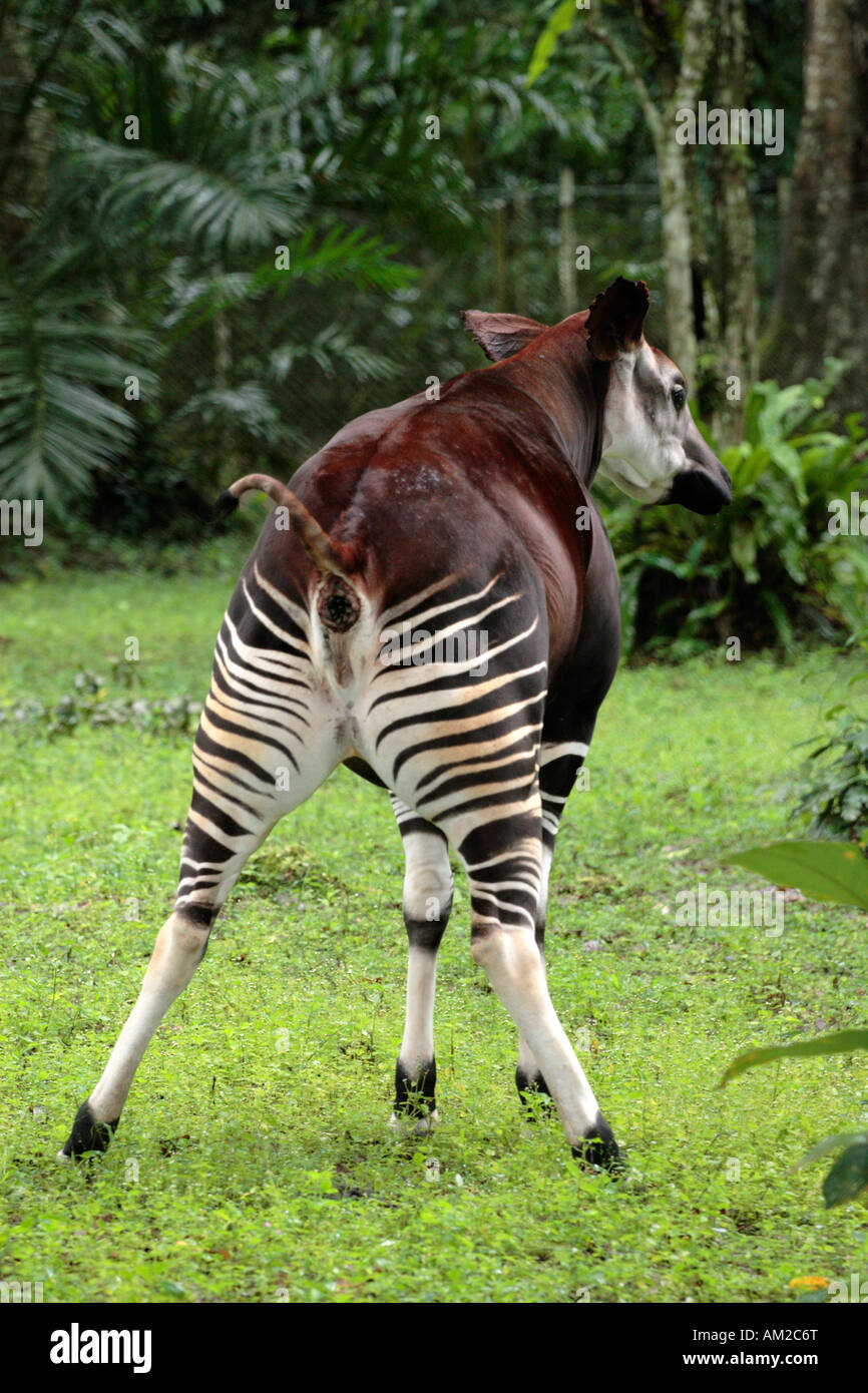 Okapi hi-res stock photography and images - Alamy
