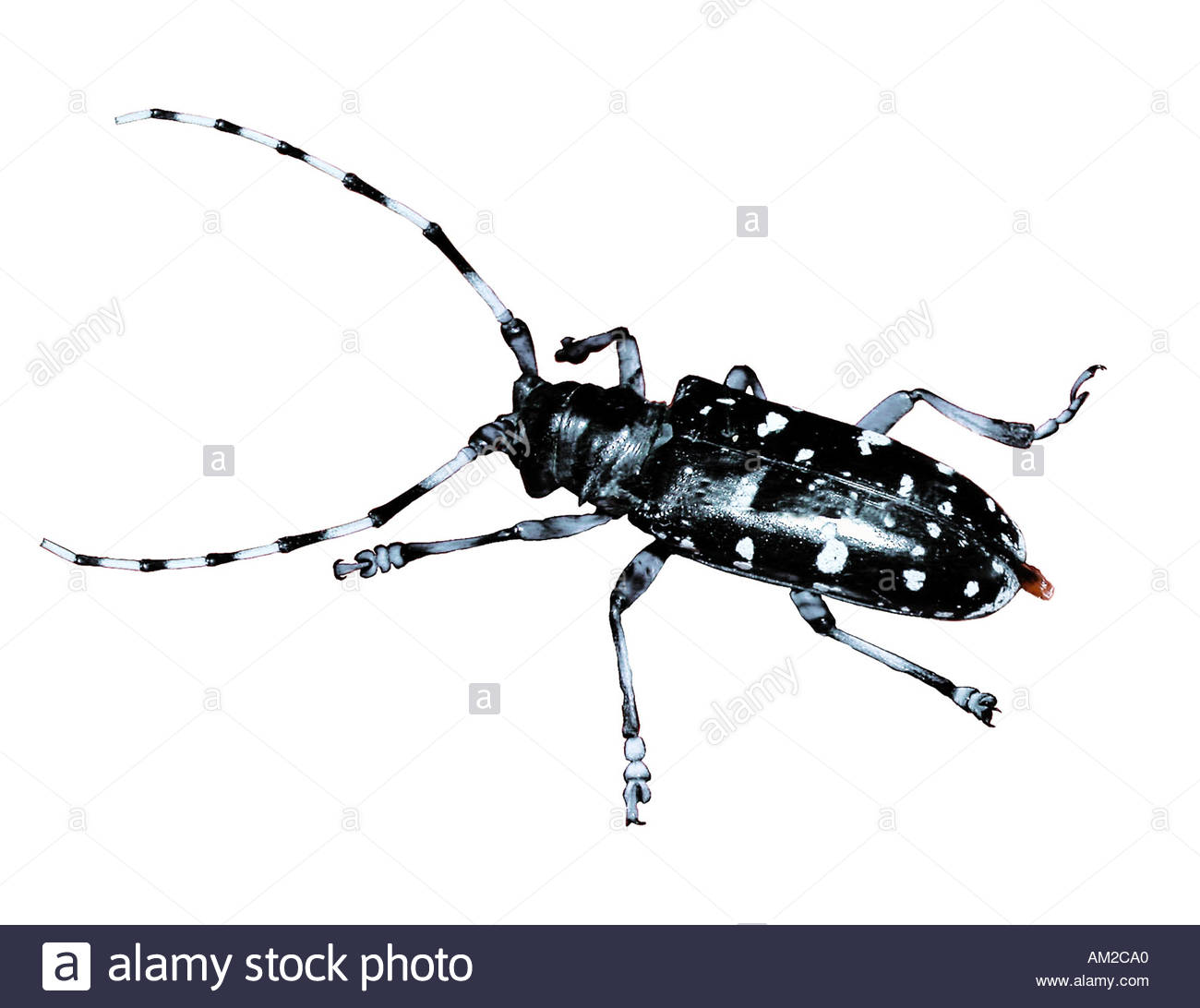 Anoplophora Stock Photos & Anoplophora Stock Images - Alamy