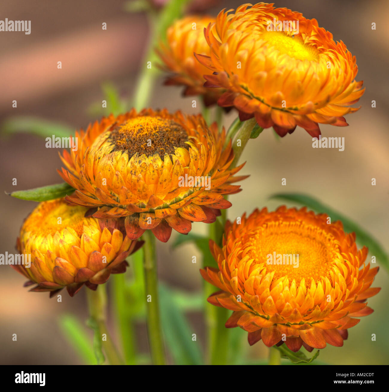 Five yellow flowers hi-res stock photography and images - Alamy