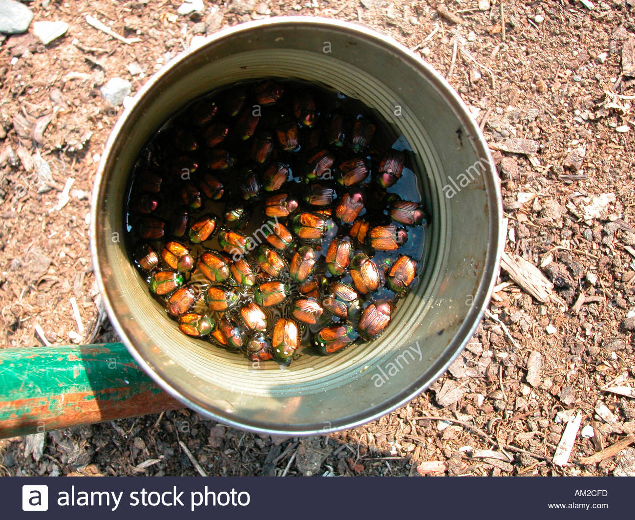 Japanese Beetle Trap Stock Photos & Japanese Beetle Trap Stock Images ...