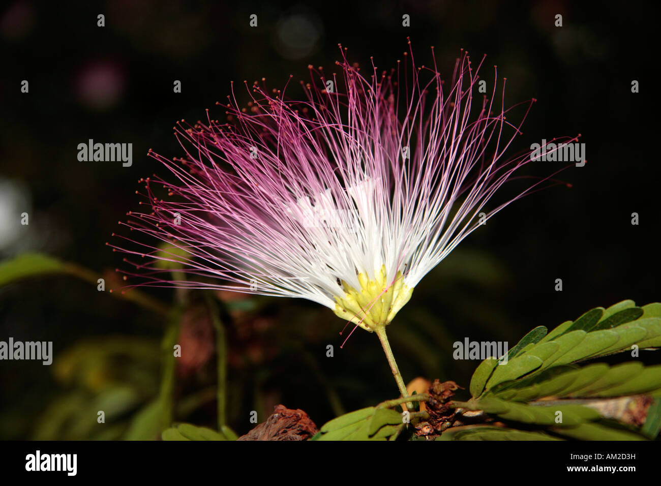 Attractant for insects hi-res stock photography and images - Alamy