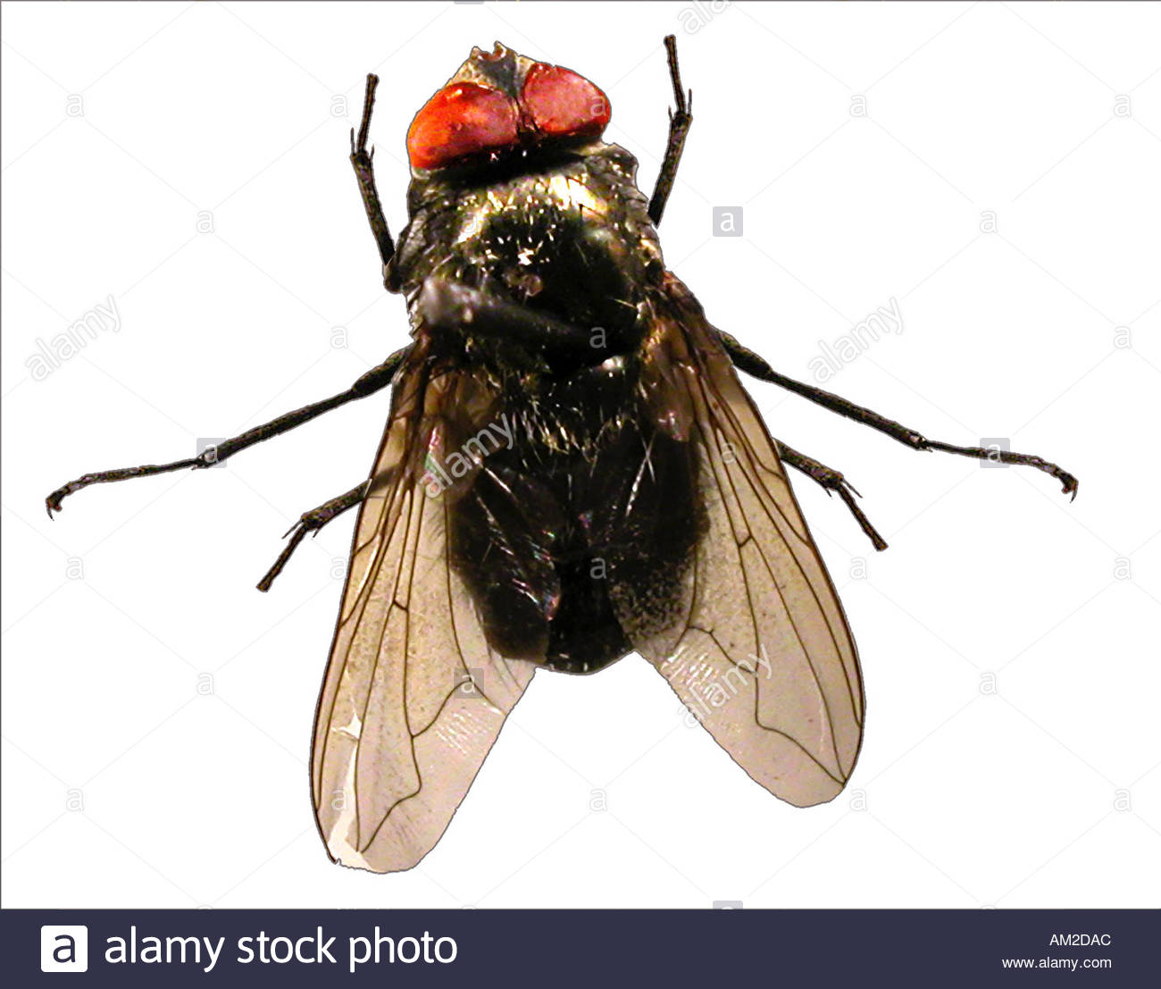 Pollenia Rudis Stock Photos & Pollenia Rudis Stock Images - Alamy