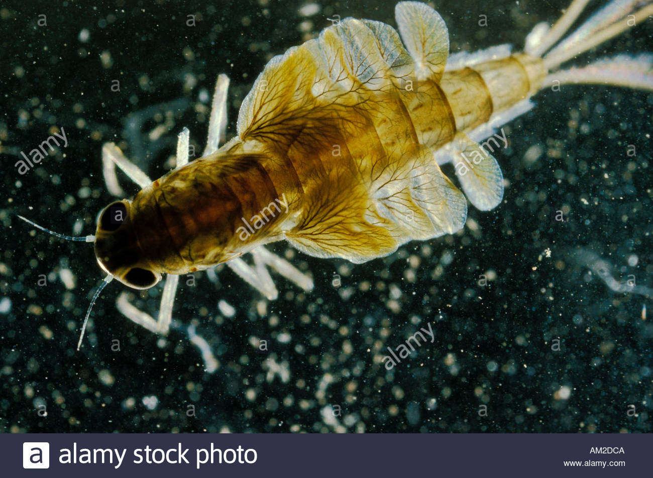 Ephemeroptera Larva Stock Photos & Ephemeroptera Larva Stock Images - Alamy