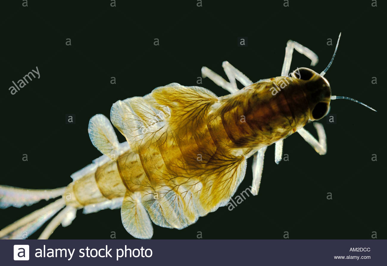 Mayfly Nymph Stock Photos & Mayfly Nymph Stock Images - Alamy