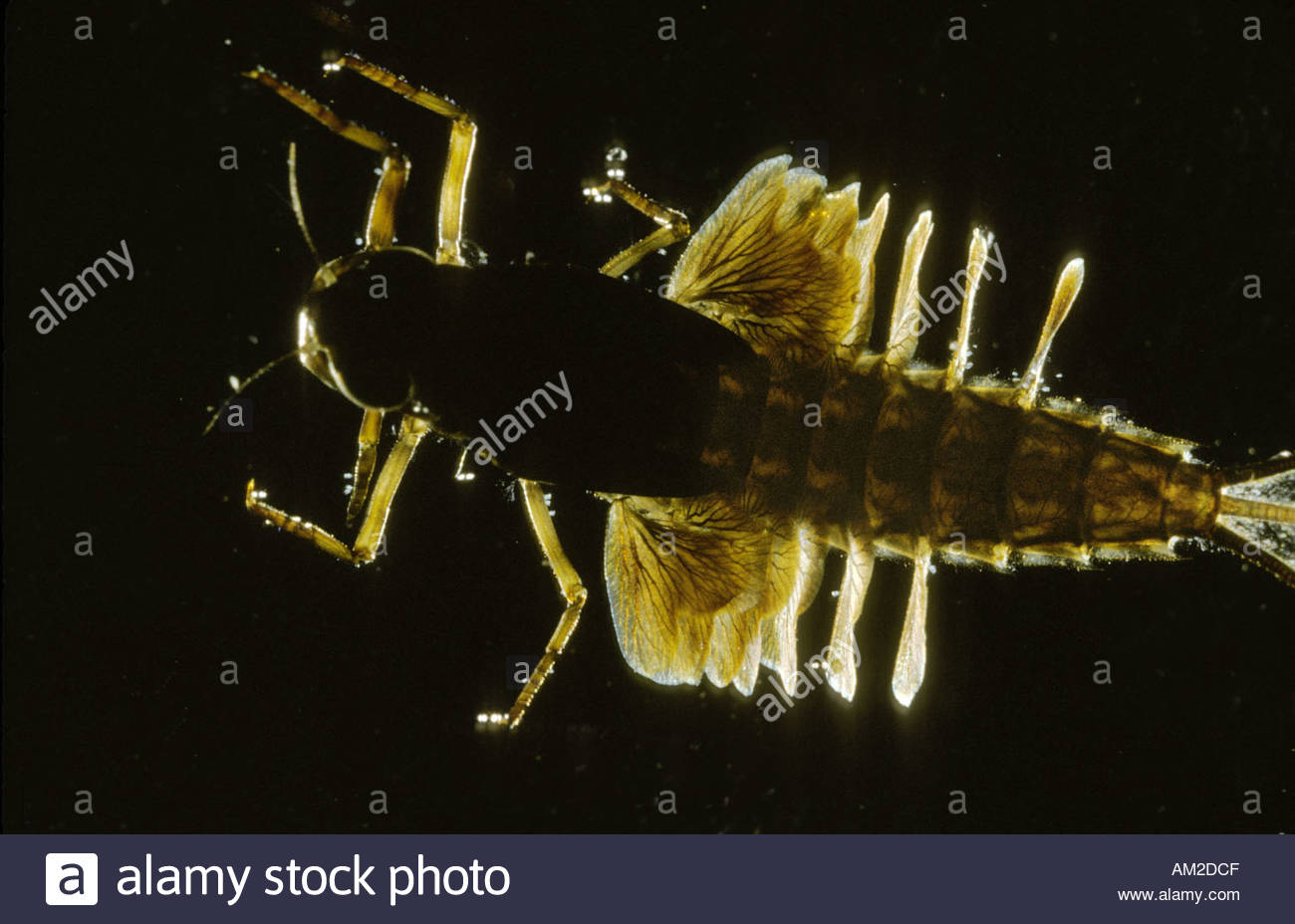 Ephemeroptera Larva Stock Photos & Ephemeroptera Larva Stock Images - Alamy