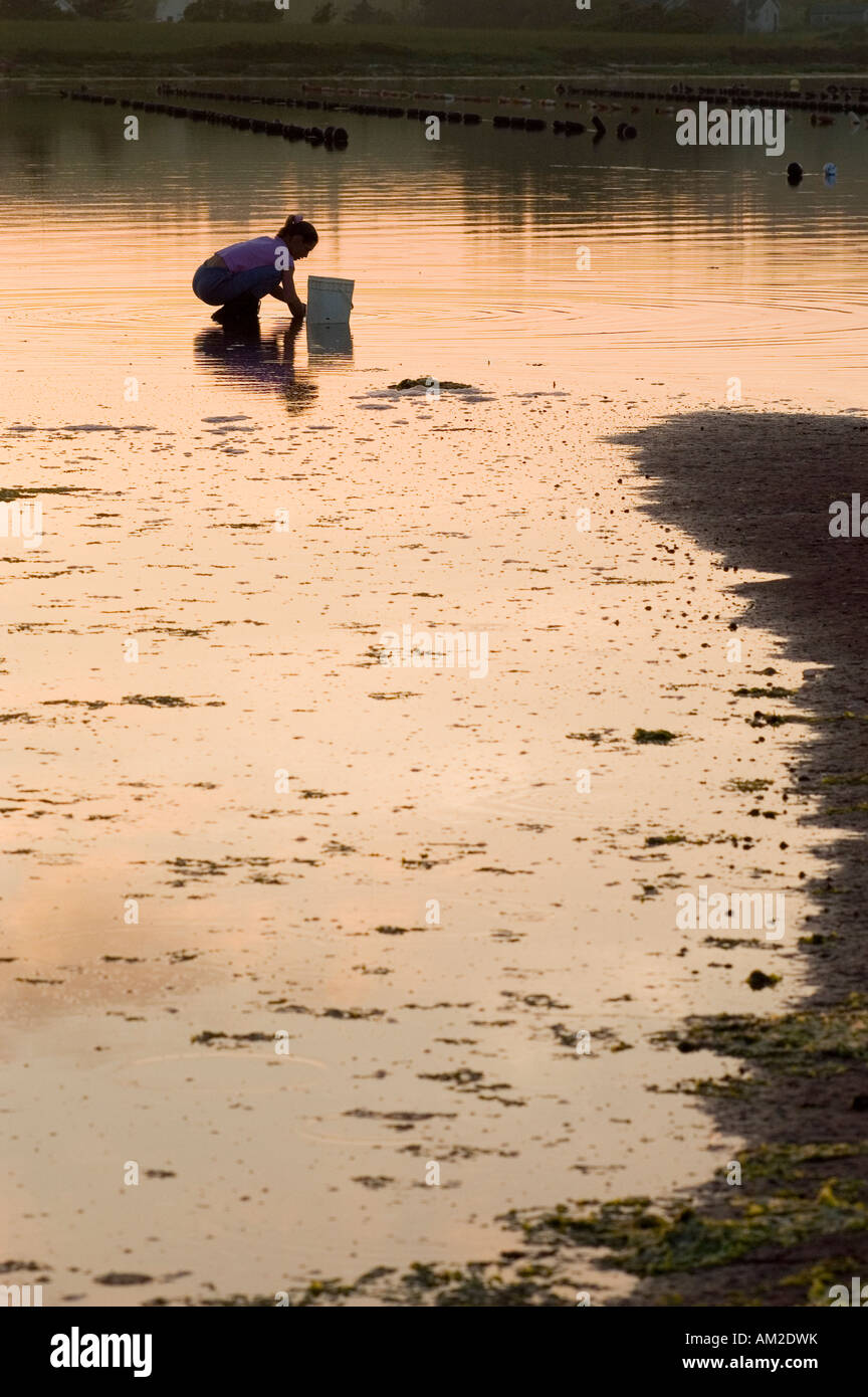 Woman digging for clams at low tide mussel buoys behind French River ...